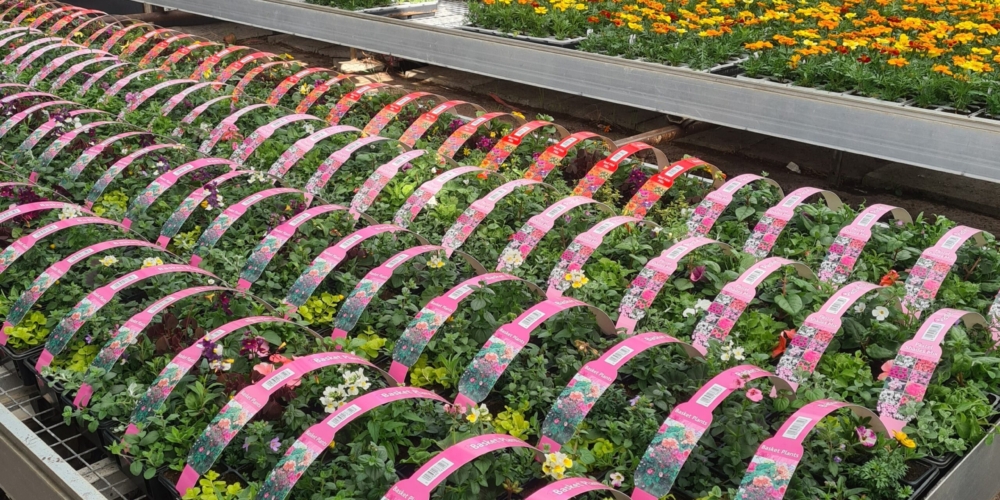 Walkers Nurseries Chester Leading Plant Centre Wholesale Retail 